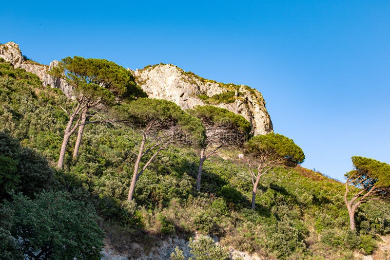 Mediterranean Landscape with Trees Stock Image - Image of outdoor ...