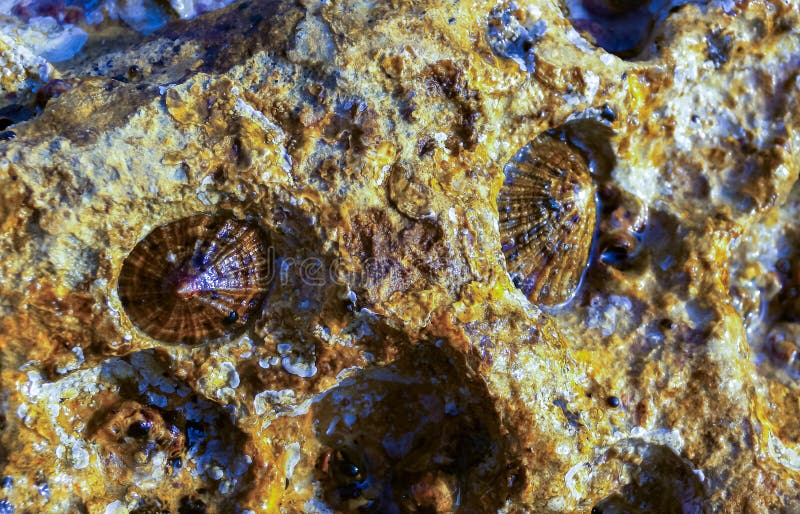 Mediterranean Limpet and Rayed Mediterranean Limpet (Patella Caerulea ...