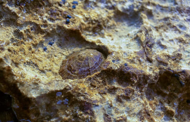 Mediterranean Limpet and Rayed Mediterranean Limpet (Patella Caerulea ...