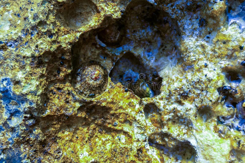 Mediterranean Limpet and Rayed Mediterranean Limpet (Patella Caerulea ...