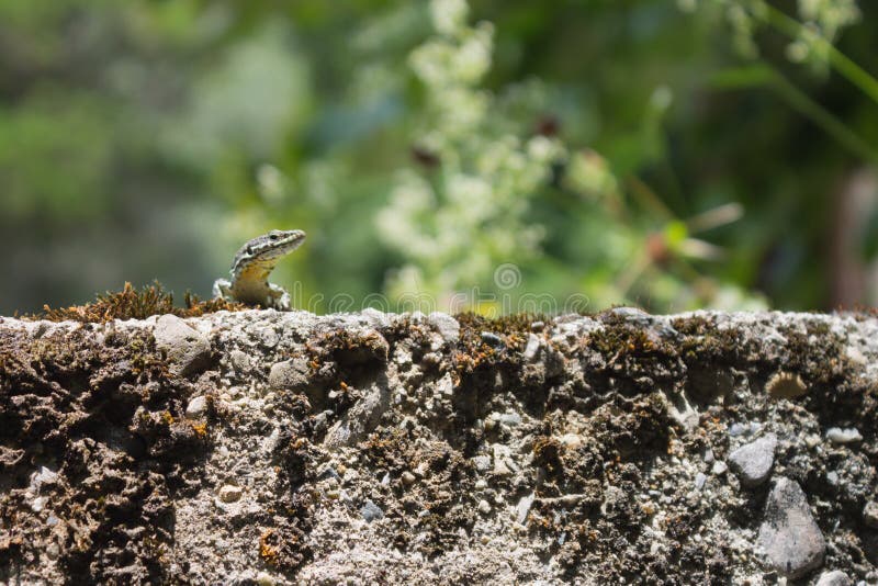 Mediterranean Lizard on an Ancient Wall Stock Photo - Image of como ...