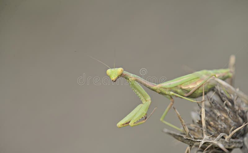 Mediterranean Mantis, Crete Stock Photo - Image of nature, arthropod ...