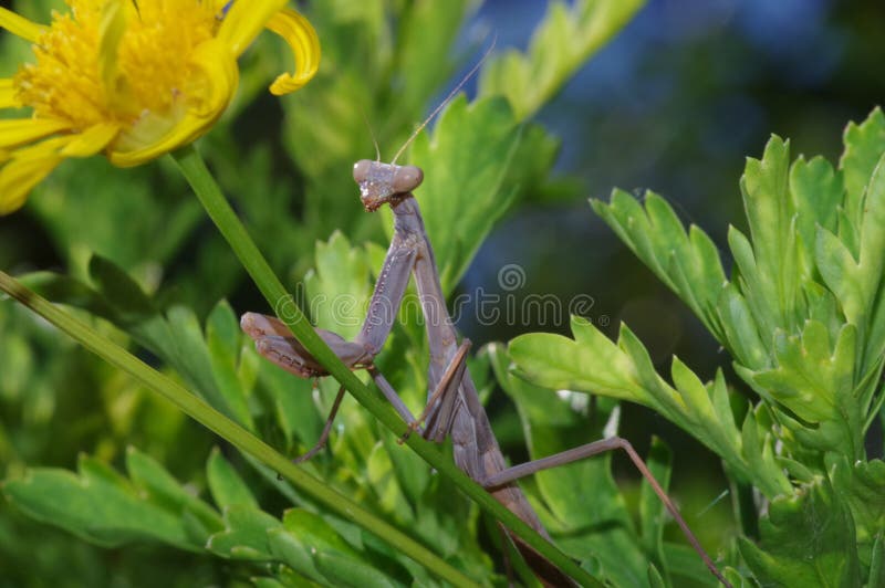 Mediterranean mantis stock photo. Image of mantodea - 286129604