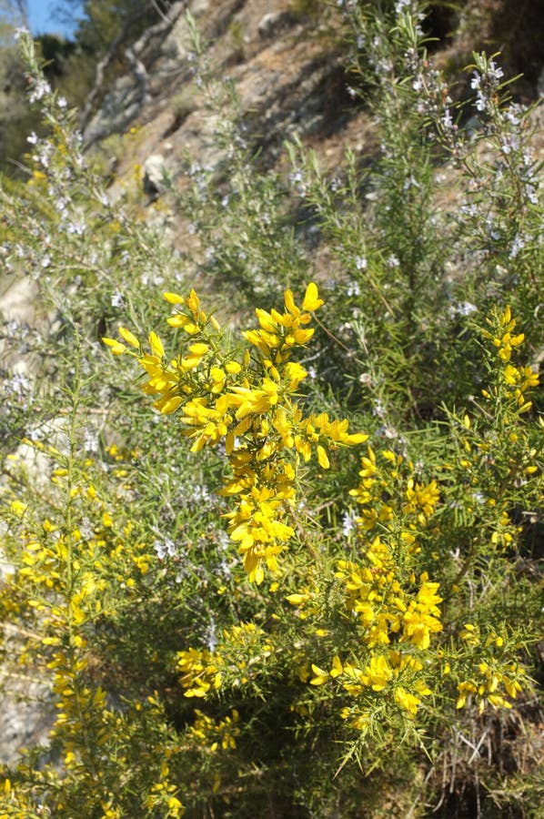 Mediterranean mix stock photo. Image of flora, scented - 23661874