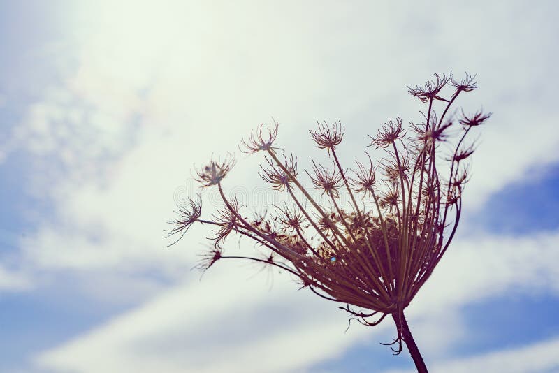 Mediterranean Nature. Single Plant Stock Image - Image of mediterranean ...