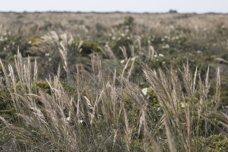 Mediterranean Needle Grass (Stipa Capensis) Stock Photo - Image of ...