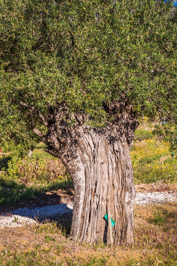 Mediterranean Olive Field with Old Olive Tree Ready for Harvest. Stock ...