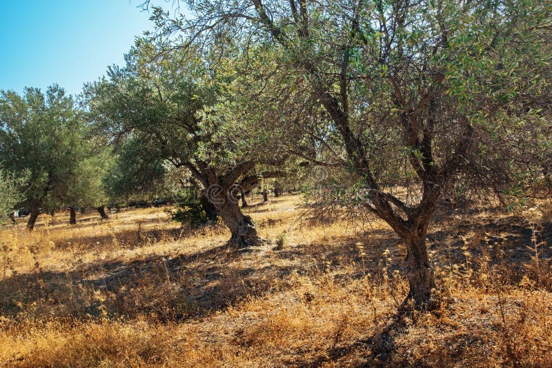 Mediterranean olive trees stock photo. Image of countryside - 120962792