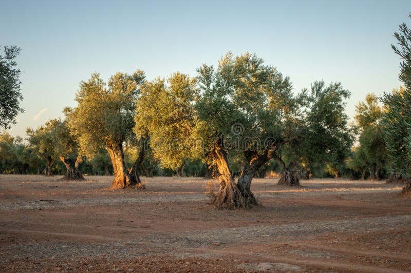 Mediterranean Olive Grove in Spain at Dawn Stock Photo - Image of rays ...