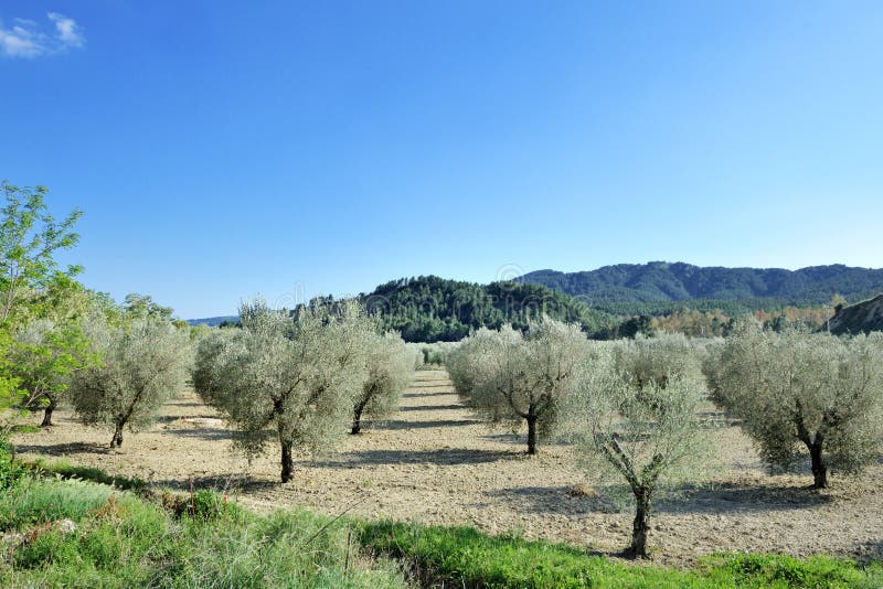 Mediterranean Olive Trees Field Panoramic View Stock Photo - Image of ...