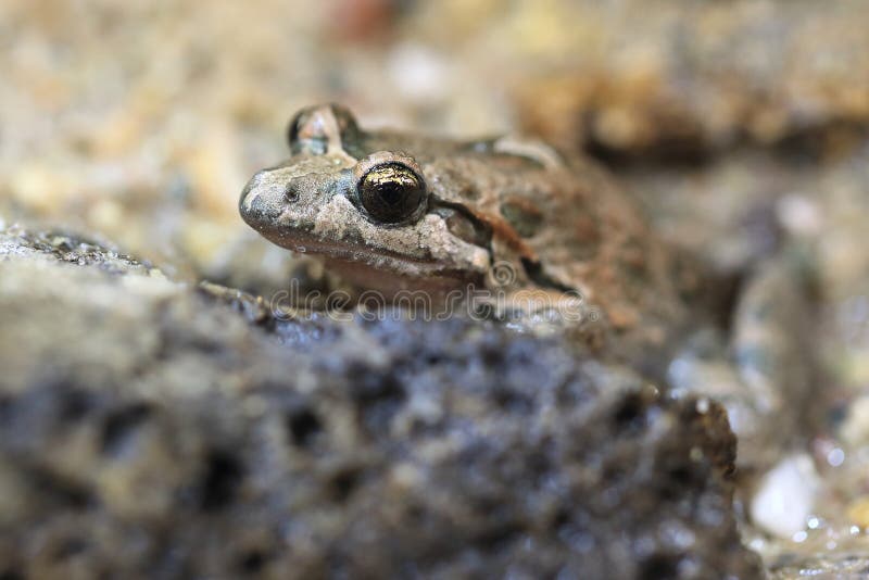 Mediterranean painted frog stock image. Image of adult - 293486313