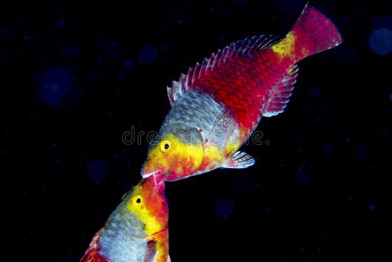 Mediterranean Parrotfish Sparisoma Cretense Stock Photo - Image of ...