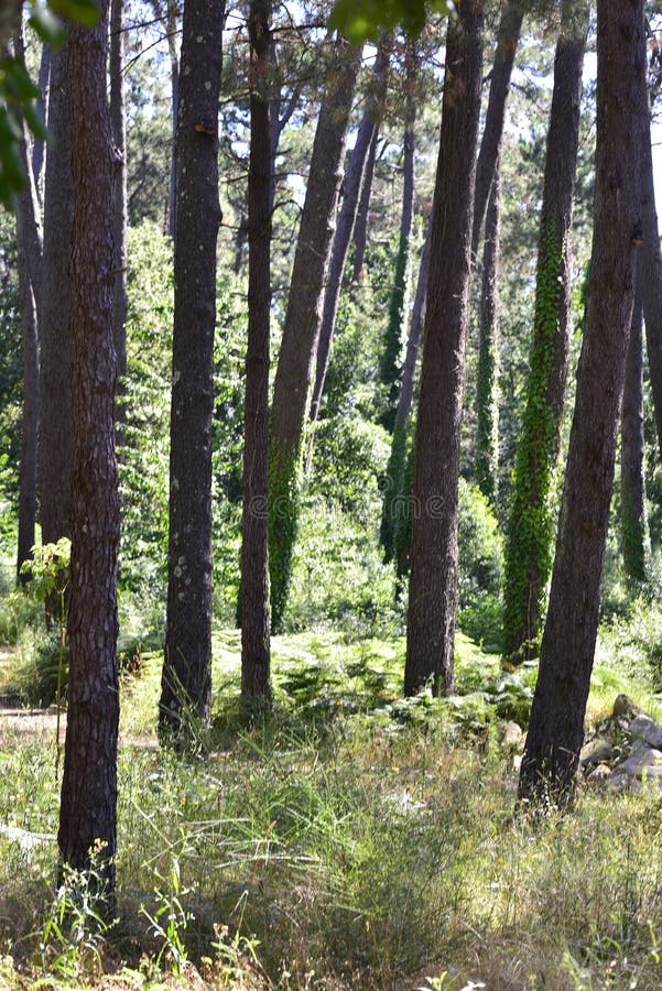Mediterranean Pine Forest in Northern Spain Stock Image - Image of ...
