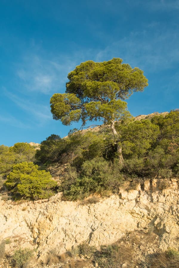 903 Mediterranean Pine Vertical Stock Photos - Free & Royalty-Free ...