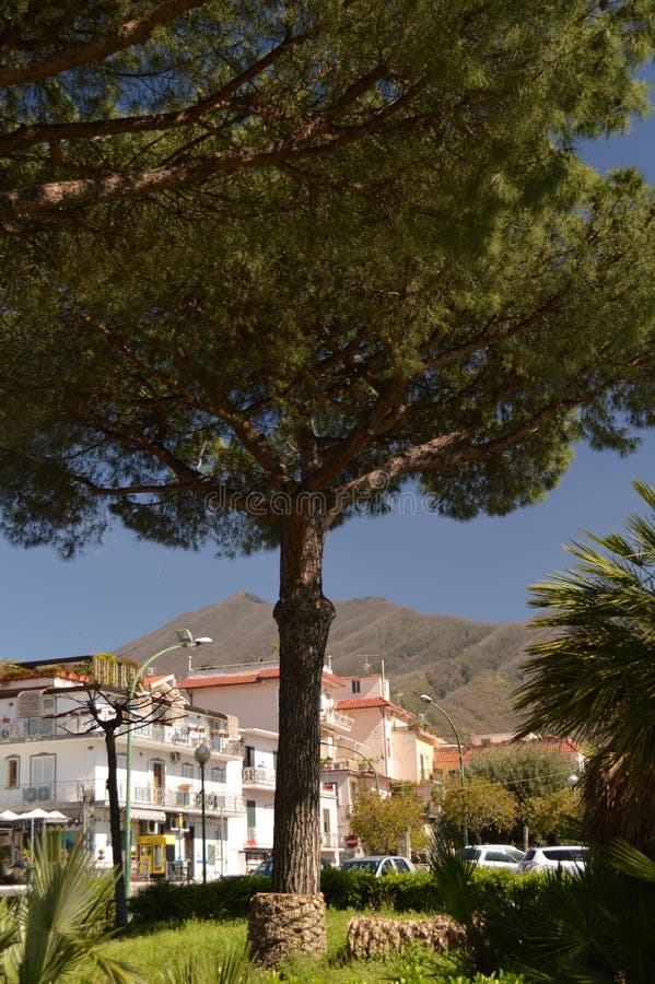 Mediterranean pine tree stock photo. Image of mediterranean - 113575878