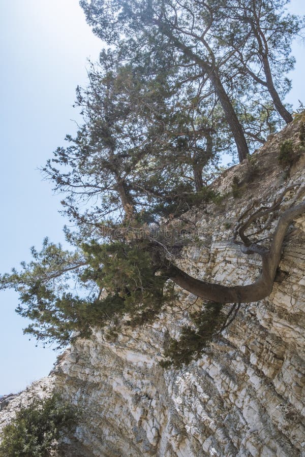 Pine tree on slope stock photo. Image of curved, plant - 248586262
