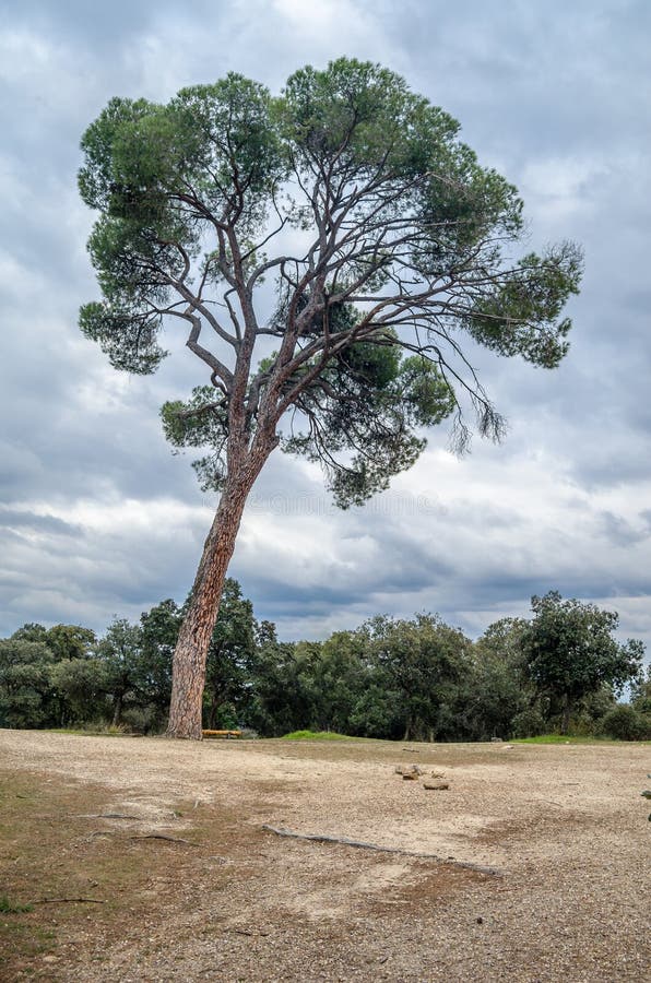 Mediterranean pine tree stock photo. Image of outdoors - 249695788