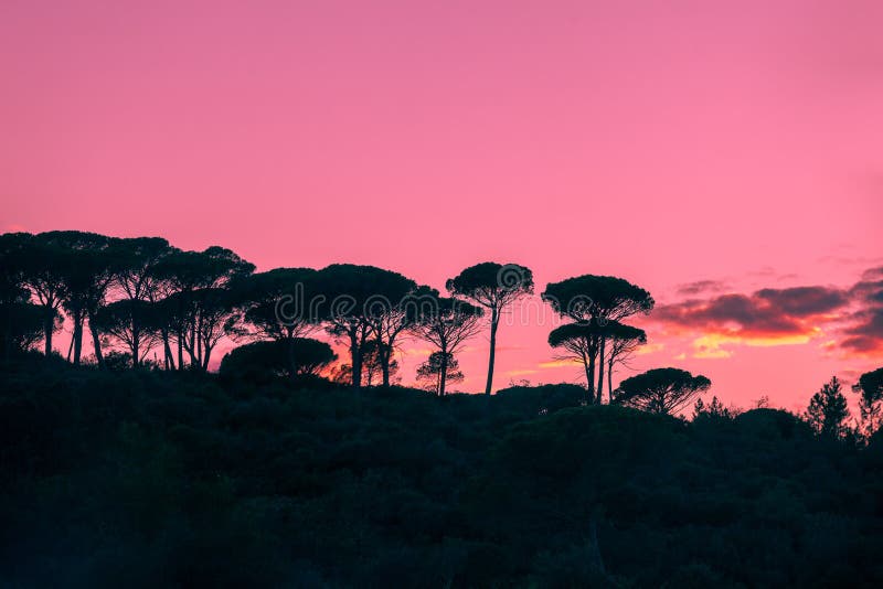 Mediterranean Pine Trees Against a Pink Sunset Sky Stock Photo - Image ...