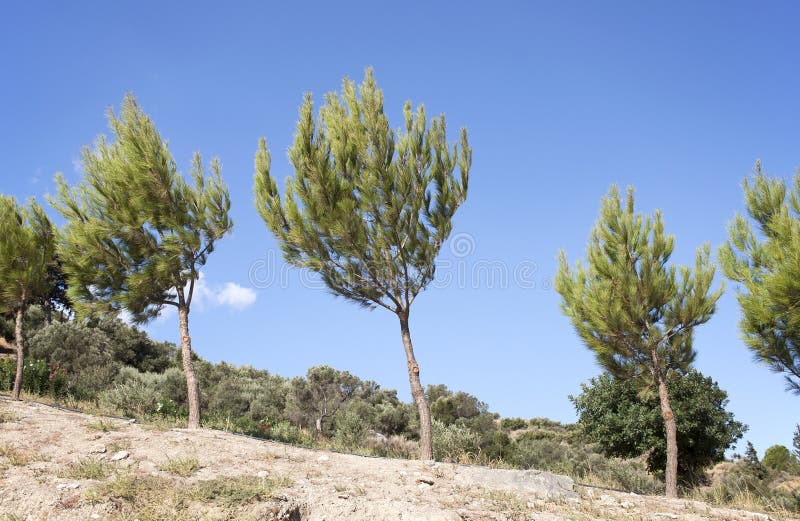 Mediterranean Pine Tree With Leaves Coniferous. In The Snow Stock Image ...