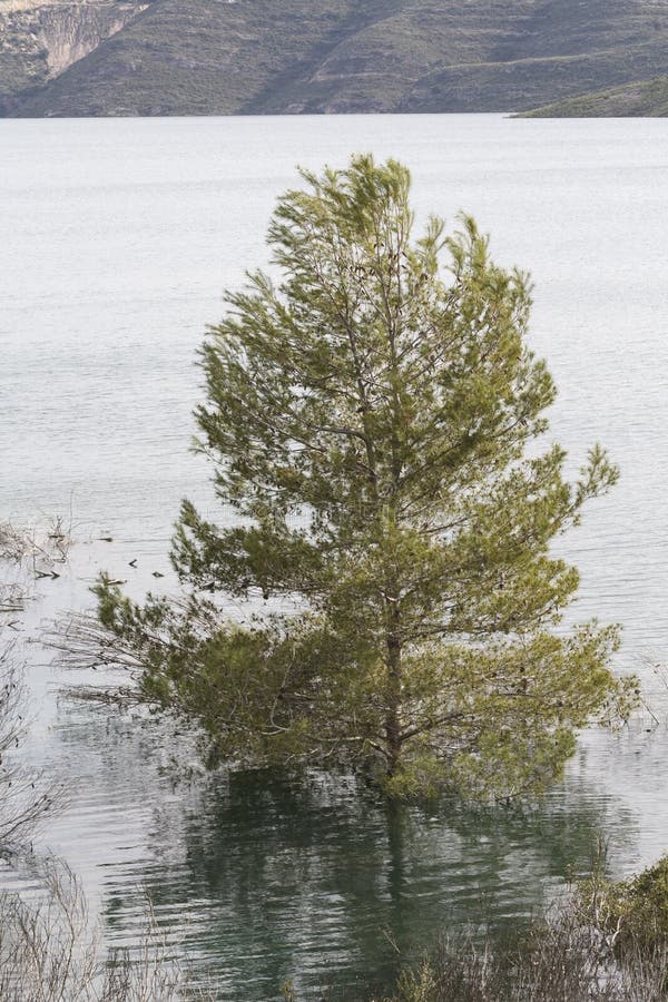 Mediterranean Pine Under Water Stock Photo - Image of mediterranean ...