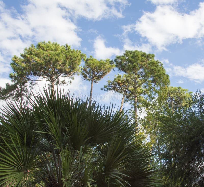 The mediterranean plants stock image. Image of plants - 80197613