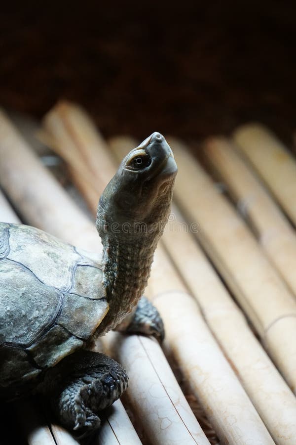 Mediterranean Pond Turtle Looking Out Stock Image - Image of pond ...
