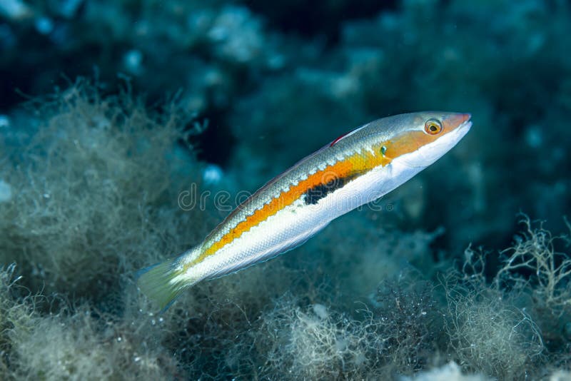 Mediterranean Rainbow Wrasse Stock Image - Image of labridae, rainbow ...