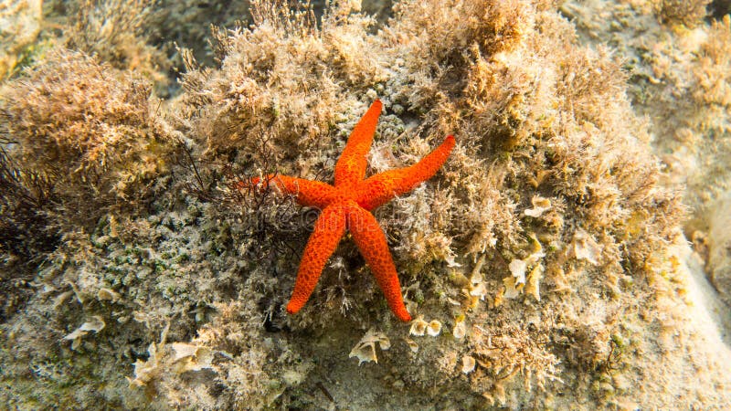 Mediterranean Red Starfish stock photo. Image of bright - 57393876
