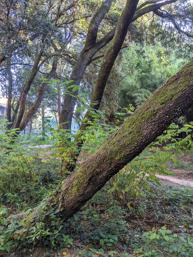 Mediterranean Riverine Forest Stock Photo - Image of european ...