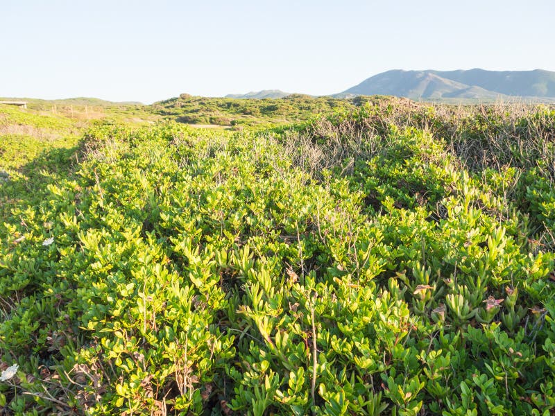 Mediterranean Scrub Leafs Sky Stock Photo - Image of coast, seasonal ...