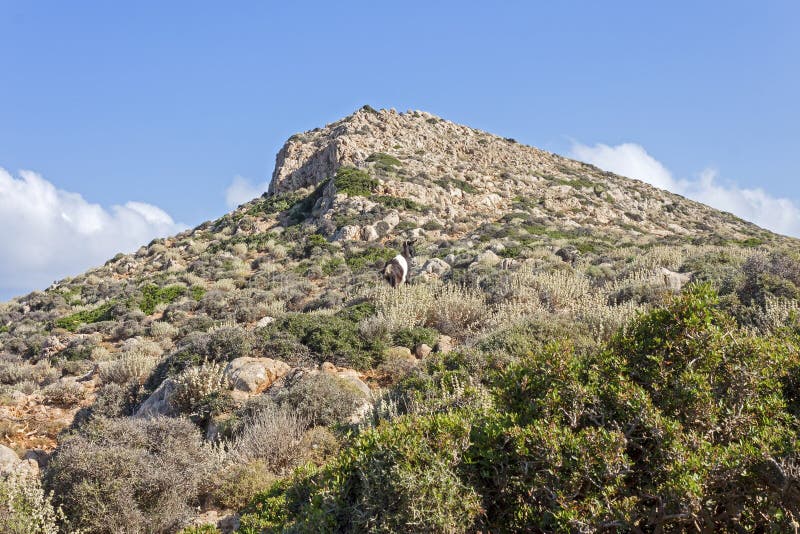 Mediterranean Scrub on a Mountain of Crete Stock Image - Image of ...