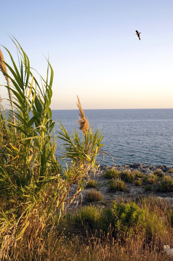 Mediterranean scrub stock photo. Image of bush, cane - 78117374