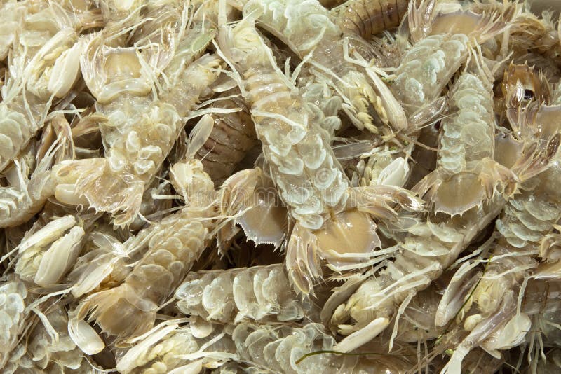 Mediterranean Sea Crustacean Mantis Shrimp Stock Photo - Image of ...