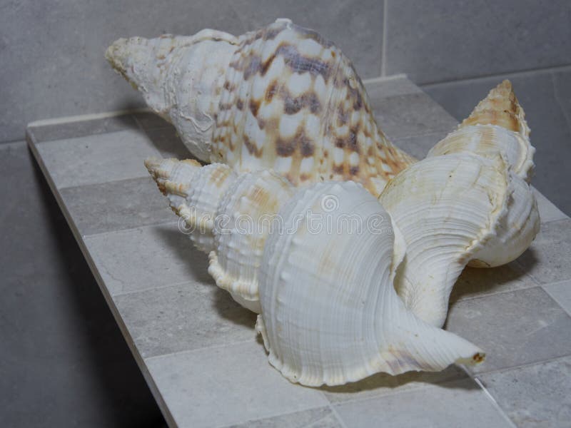 Mediterranean Sea Shells from the Granada Coast of Andalusia Stock ...