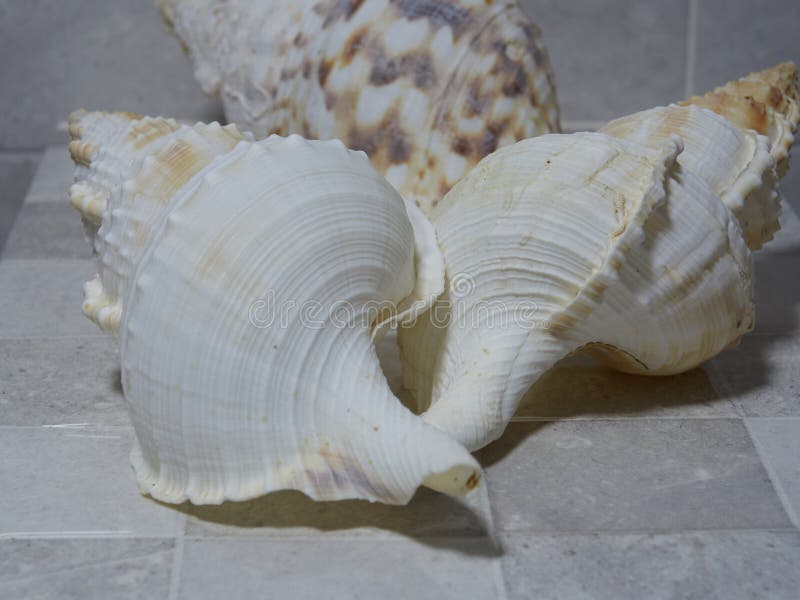 Mediterranean Sea Shells from the Granada Coast of Andalusia Stock ...