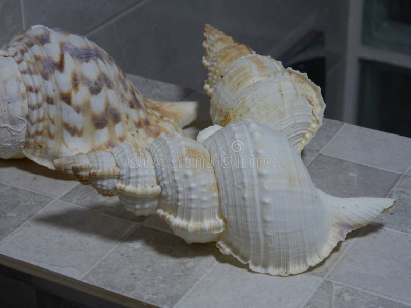 Mediterranean Sea Shells from the Granada Coast of Andalusia Stock ...