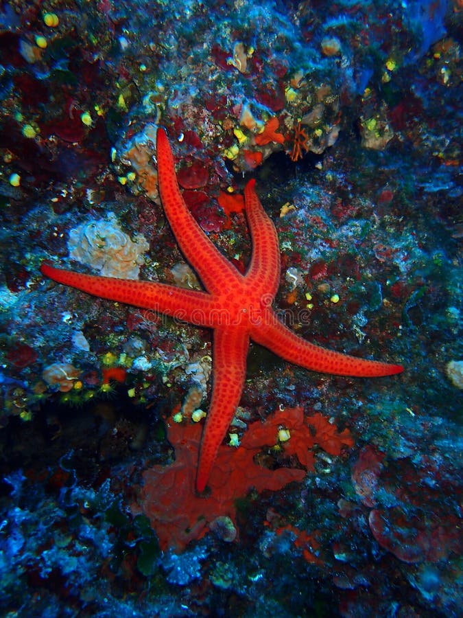 Mediterranean Sea Star, Adriatic Sea, Croatia Stock Photo - Image of ...