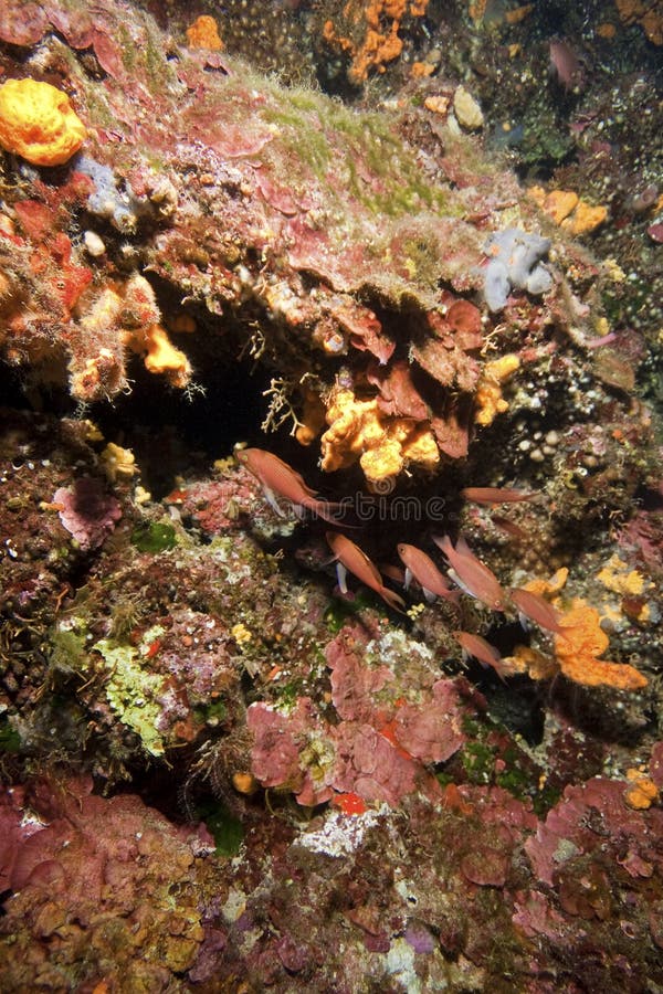 Mediterranean Reef Underwater Close Up Stock Image - Image of sheikh ...