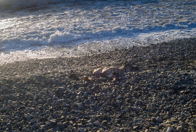 The Corpse of a Cow Washed Up by the Mediterranean Sea on the Beach of ...
