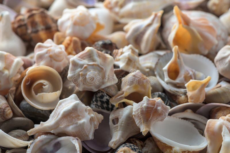 Mediterranean Shells Collected on the Beach in Cyprus 8 Stock Image ...