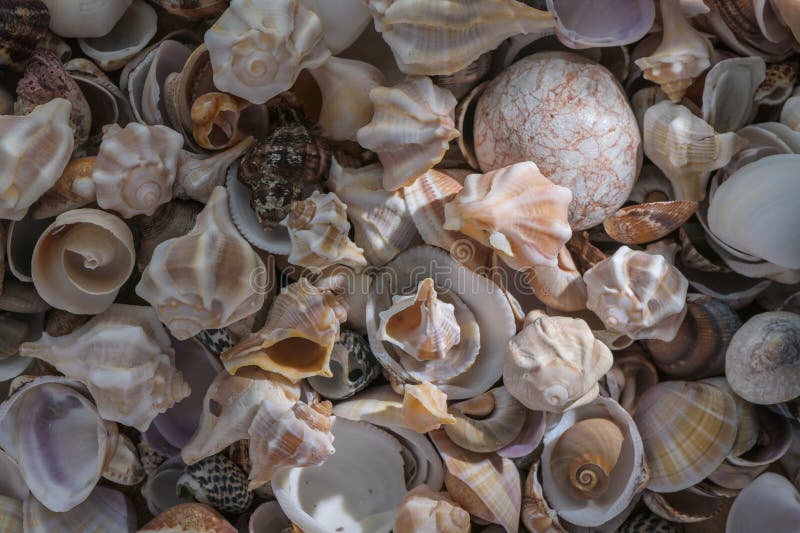 Mediterranean Shells Collected on the Beach in Cyprus 5 Stock Image ...