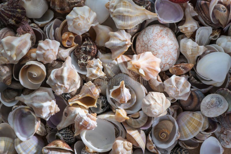 Mediterranean Shells Collected on the Beach in Cyprus 3 Stock Image ...