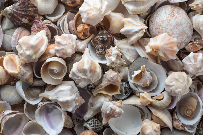 Mediterranean Shells Collected on the Beach in Cyprus 2 Stock Photo ...