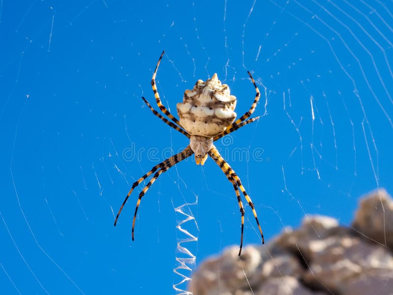 Mediterranean Spider on a Web, Croatia Islands Stock Photo - Image of ...