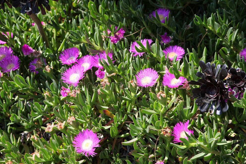 Mediterranean spring stock image. Image of riviera, flowers - 57440513