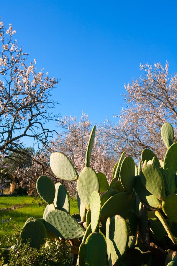 Mediterranean Spring in Javea Denia with Flower Almonds Stock Image ...