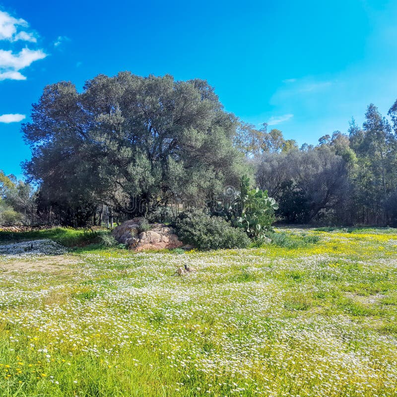 Sardinein Stock Photos - Free & Royalty-Free Stock Photos from Dreamstime