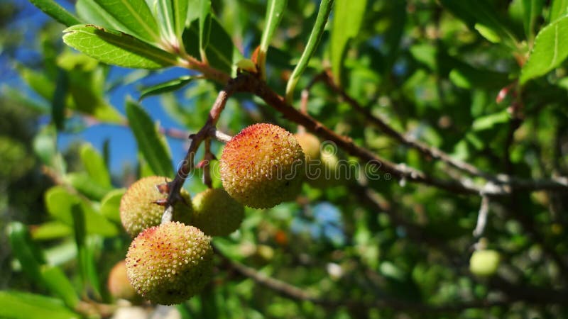 Mediterranean Strawberry Tree Arbutus Unedo. Stock Photo - Image of ...