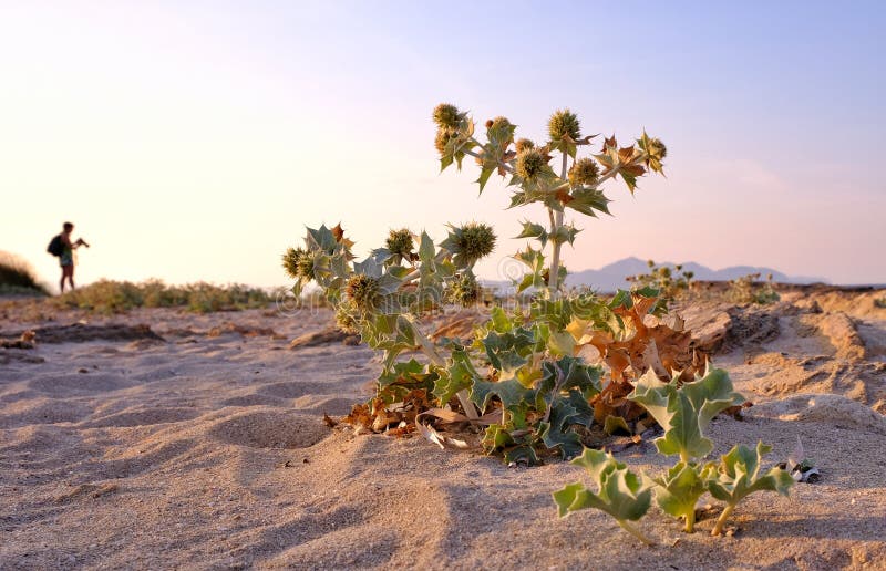 Mediterranean thistle stock image. Image of beach, thistle - 123133833