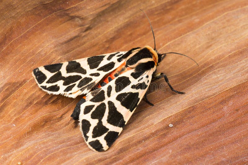 558 Mediterranean Moth Photos - Free & Royalty-Free Stock Photos from ...